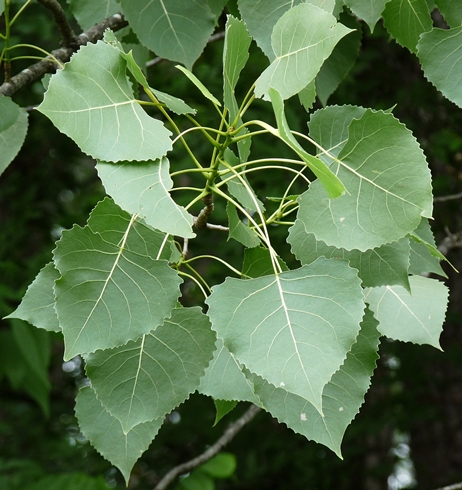 Populus deltoides