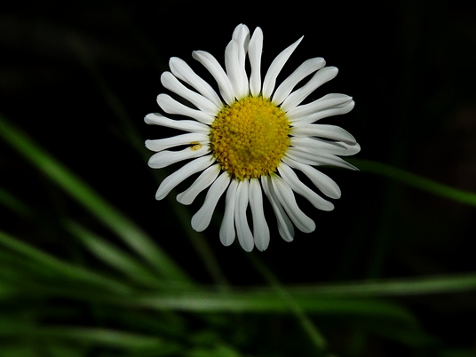 Astranthium integrifolium