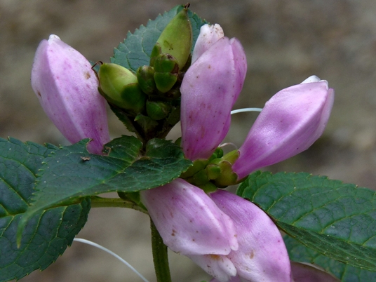 Chelone lyonii