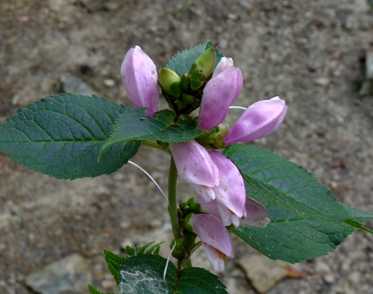 Chelone lyonii