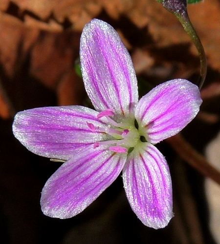 Claytonia caroliniana