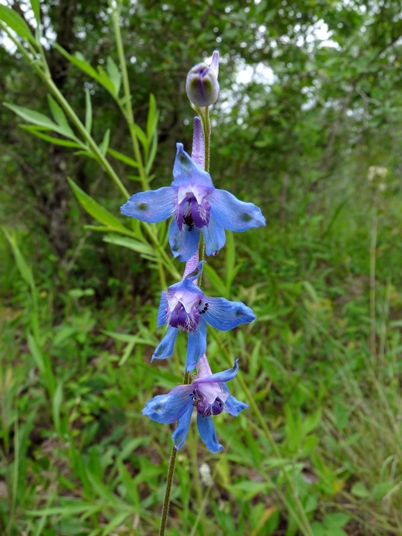 Delphinium carolinianum ssp. carolinianum