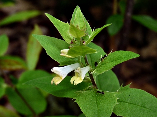 Melampyrum lineare var. latifolium