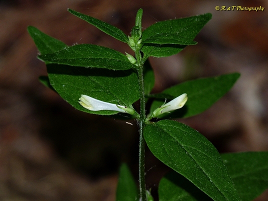 Melampyrum lineare var. latifolium