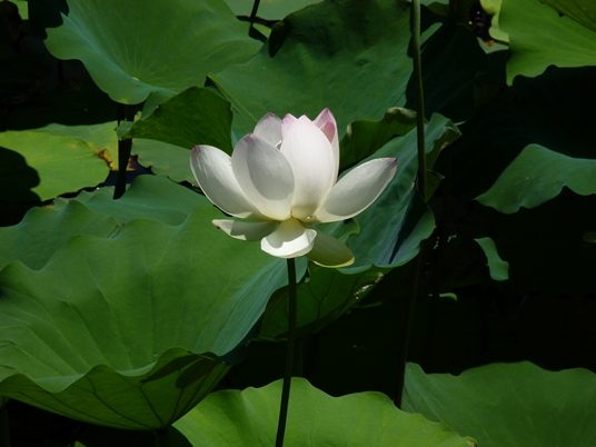 Nelumbo nucifera