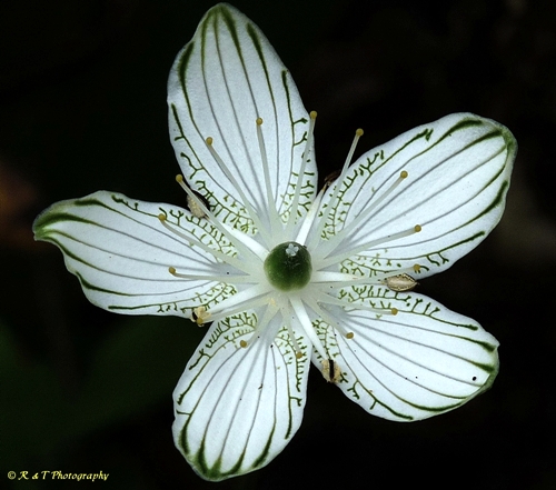 Parnassia grandifolia