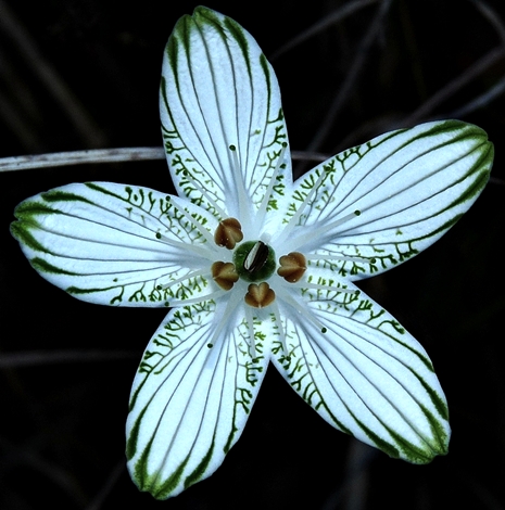 Parnassia grandifolia