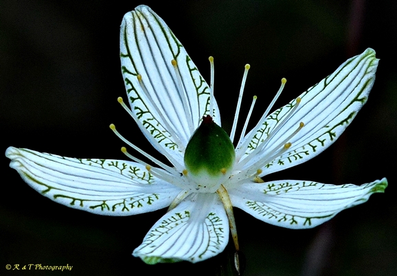 Parnassia grandifolia