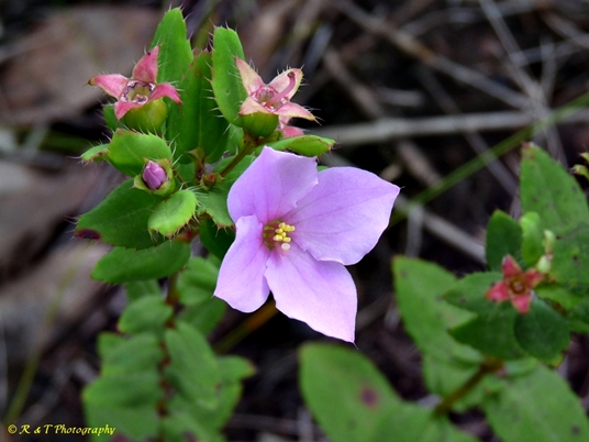 Rhexia petiolata