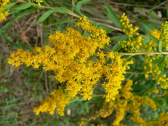 Solidago altissima