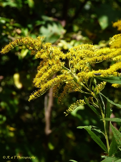 Solidago altissima