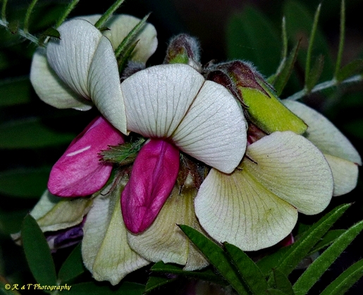 Tephrosia virginiana