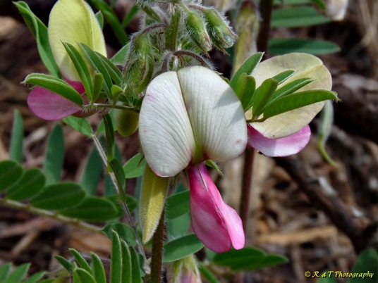 Tephrosia virginiana