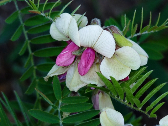 Tephrosia virginiana