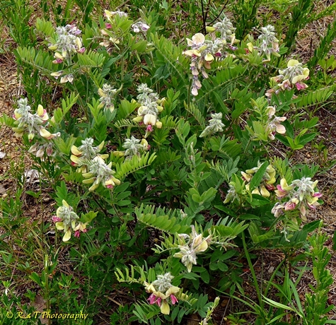 Tephrosia virginiana