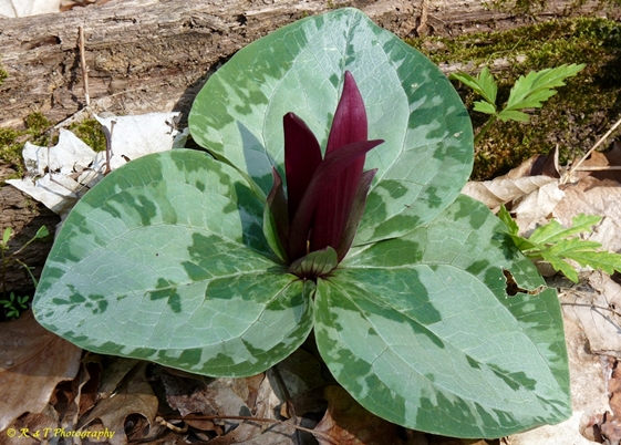Trillium decumbens