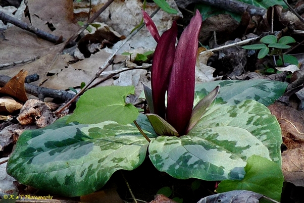 Trillium decumbens