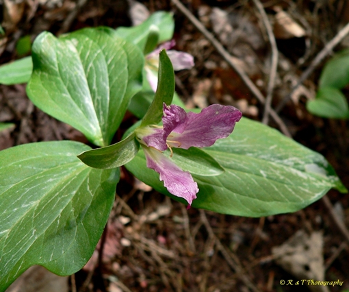 Trillium persistens