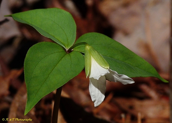 Trillium persistens