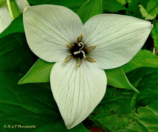Trillium simile